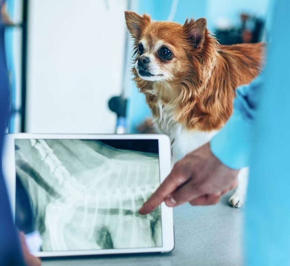 Pet Radiology In Seven Hills, OH | Broadview Animal And Bird