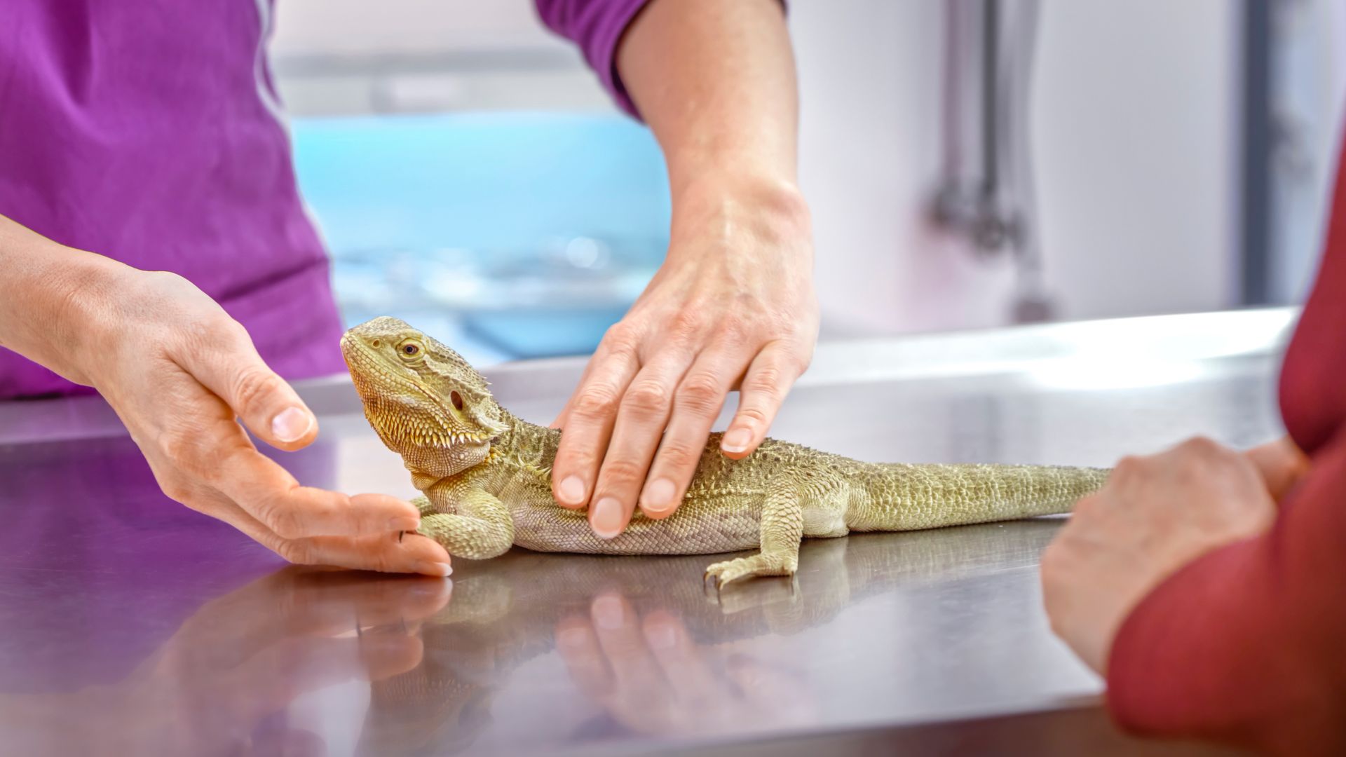 Pet Surgery In Seven Hills, OH | Broadview Animal And Bird